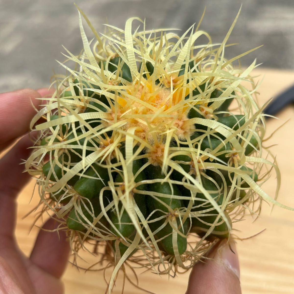 Yahoo!オークション - Fareal C108 サボテン 巻刺金鯱 実生