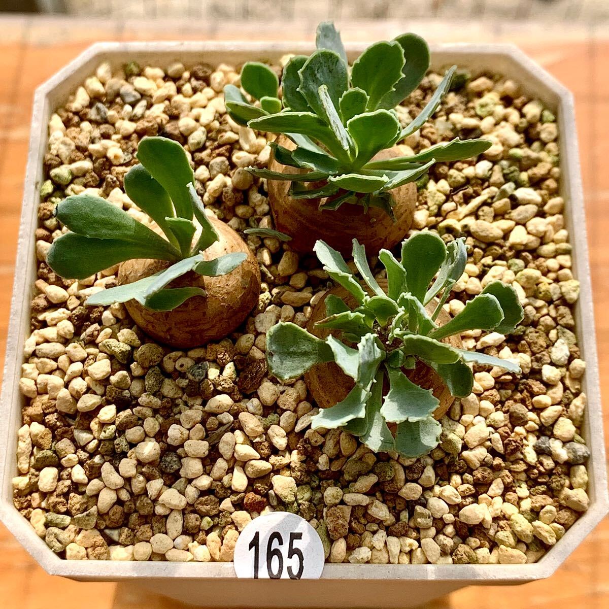 Yahoo!オークション - Fareal B165 オトンナ・カカリオイデスOthonna ...