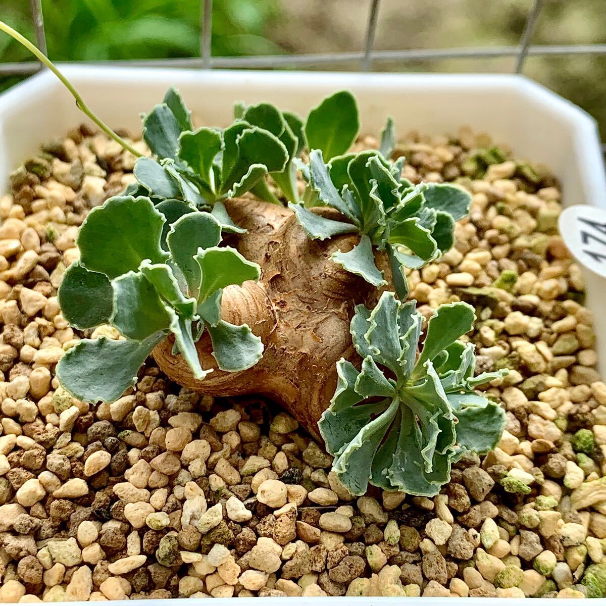 Yahoo!オークション - Fareal B174 オトンナ・カカリオイデスOthonna ...