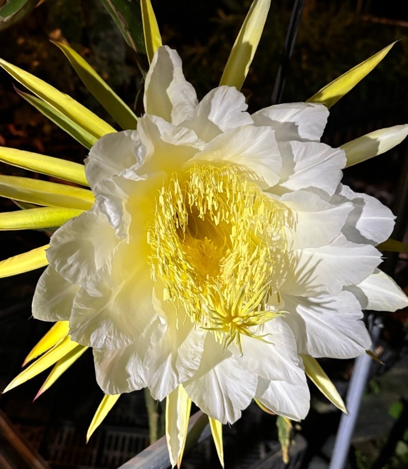 Yahoo!オークション - 熱帯果樹 ドラゴンフルーツ（ピタヤPitaya）果...