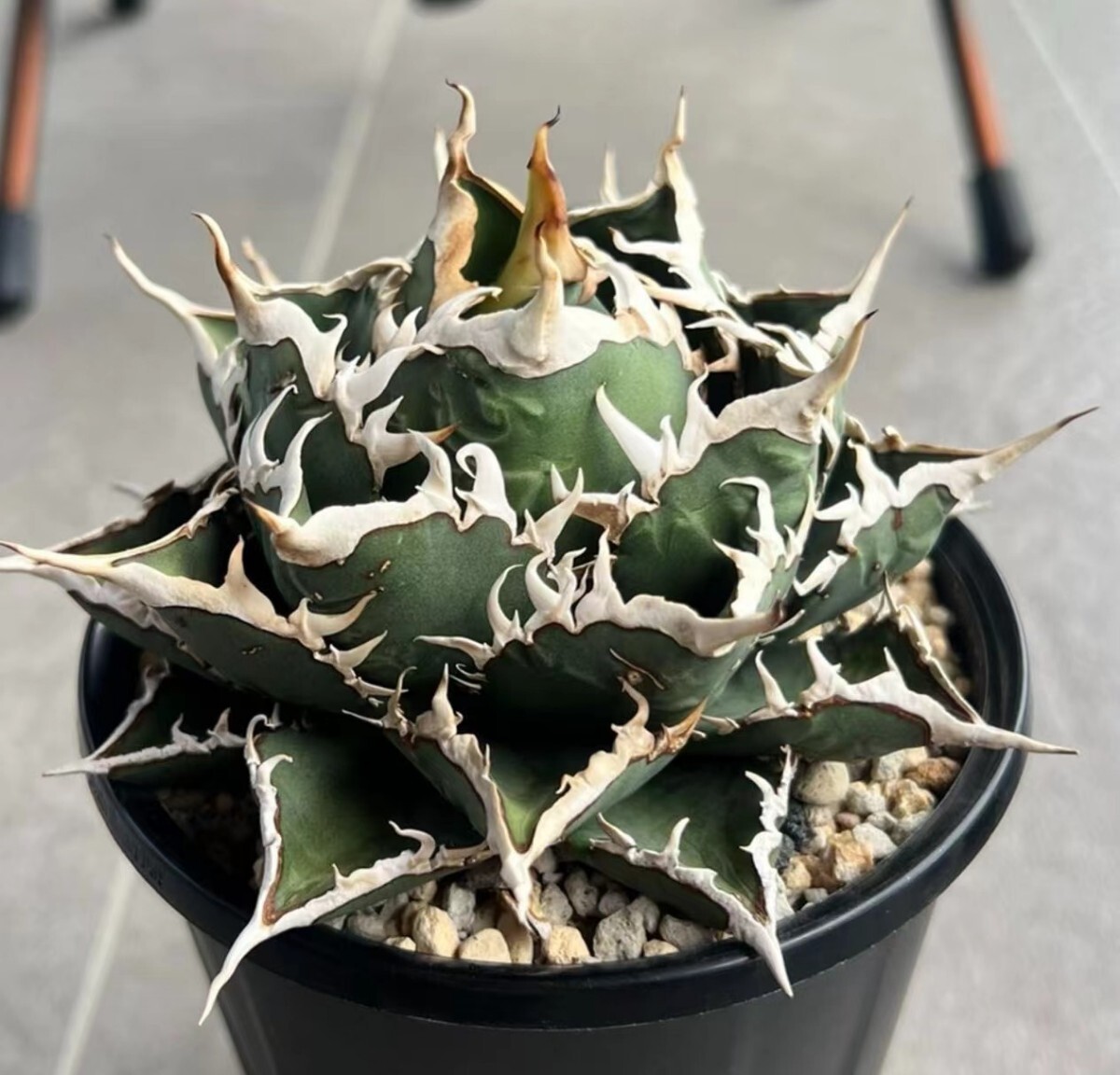 Yahoo!オークション - 【Lj_plants】N635 特選 アガベ 多肉植物 チタノ...