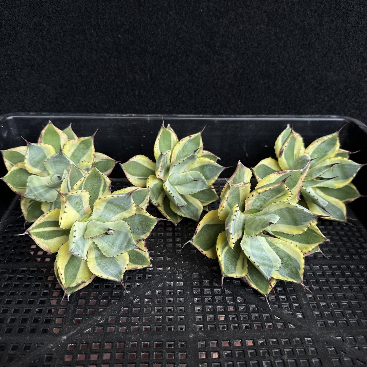 Lj_plants N639 特選 アガベ 多肉植物 山宅雷神寬復輪 極上株 包葉 激レア 5株同梱(アガベ)｜売買されたオークション情報、yahooの商品情報をアーカイブ公開 ...