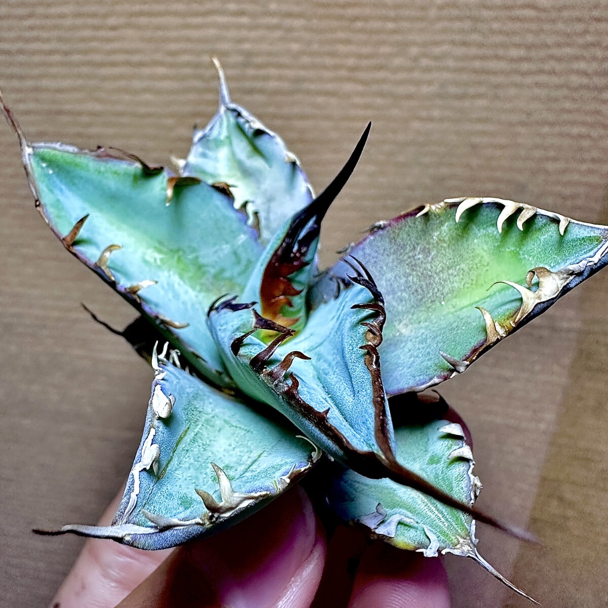 Yahoo!オークション - 【Lj_plants】Q592 限定特選株 アガベ チタノタ ...