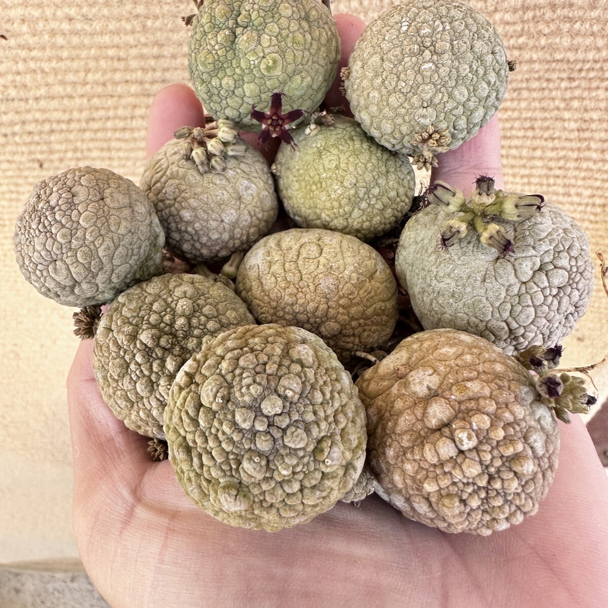 Yahoo!オークション - 【Lj_plants】Q527 サボテン 多肉植物 プセウド...