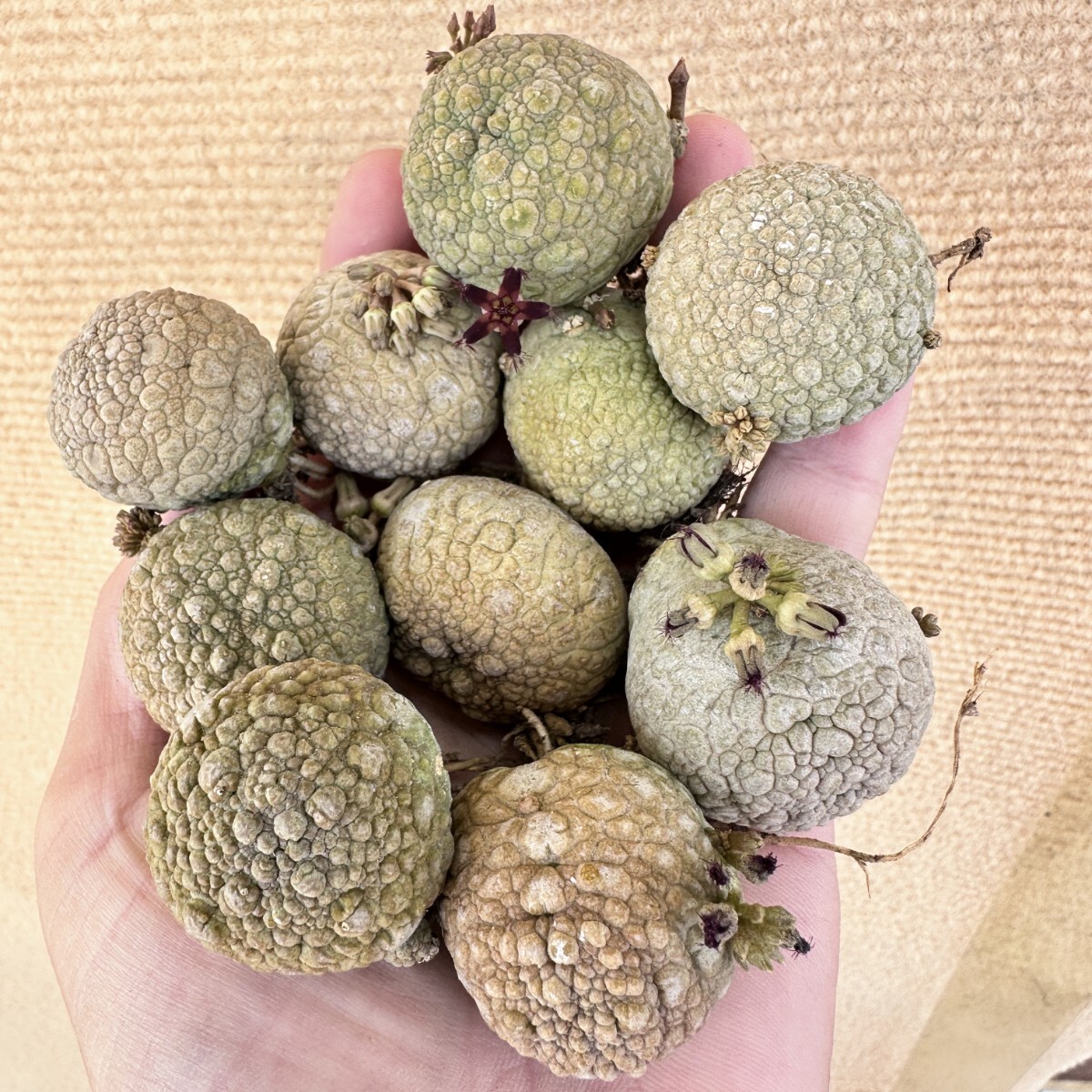 Yahoo!オークション - 【Lj_plants】Q527 サボテン 多肉植物 プセウド...