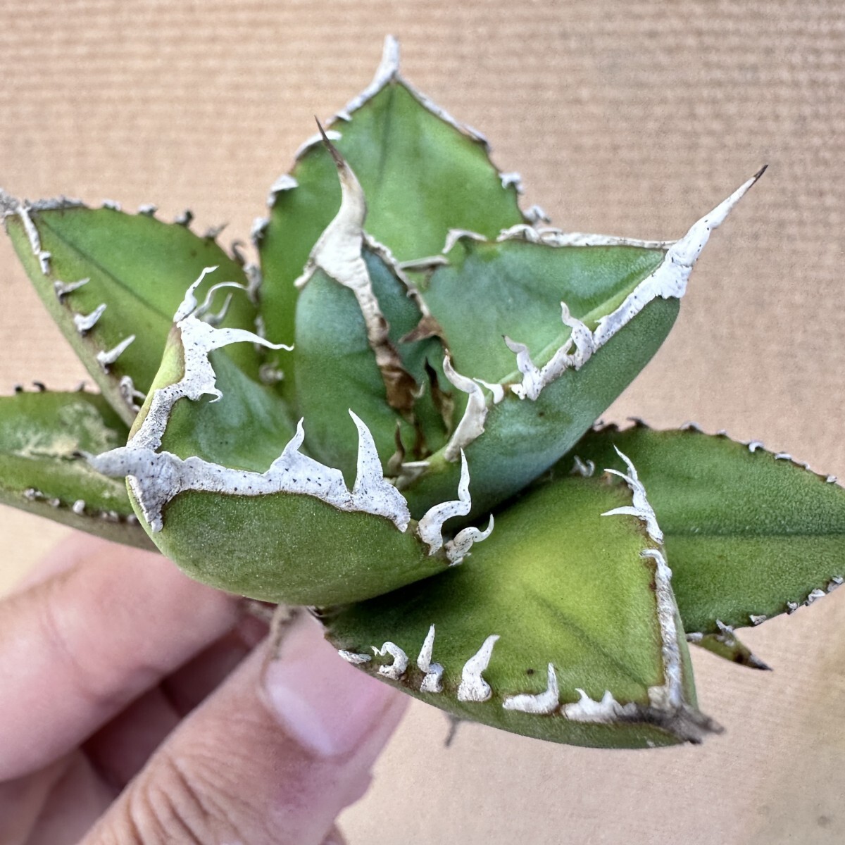 Yahoo!オークション - 【Lj_plants】Q560 アガベ チタノタ 南アフリカ...