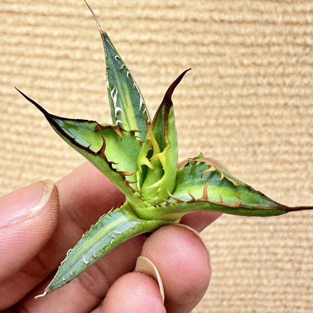 Yahoo!オークション - 【Lj_plants】Q604 貴重な希少種 アガベ ホリダ...