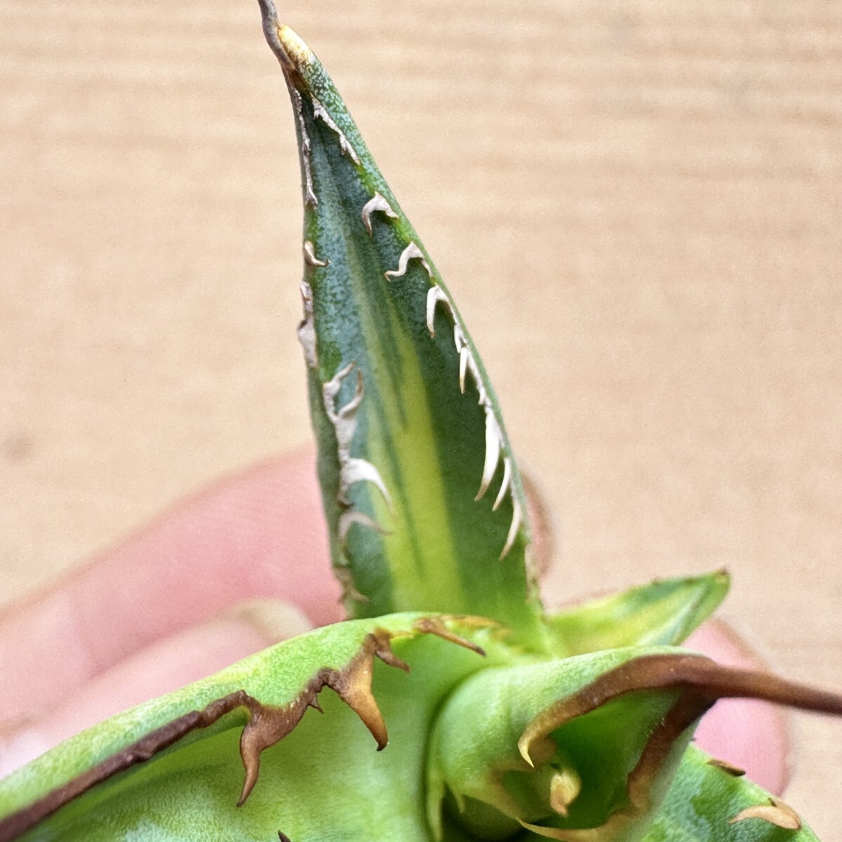 Yahoo!オークション - 【Lj_plants】Q604 貴重な希少種 アガベ ホリダ...