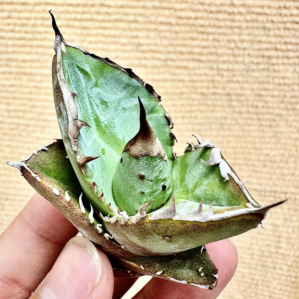 Lj_plants Q609 厳選 アガベ チタノタ実生 厳選 背刺 極上強棘 大甲蓋 将来有望 超特選 極上美株(アガベ)｜売買されたオークション情報、yahooの商品情報をアーカイブ公開 ...