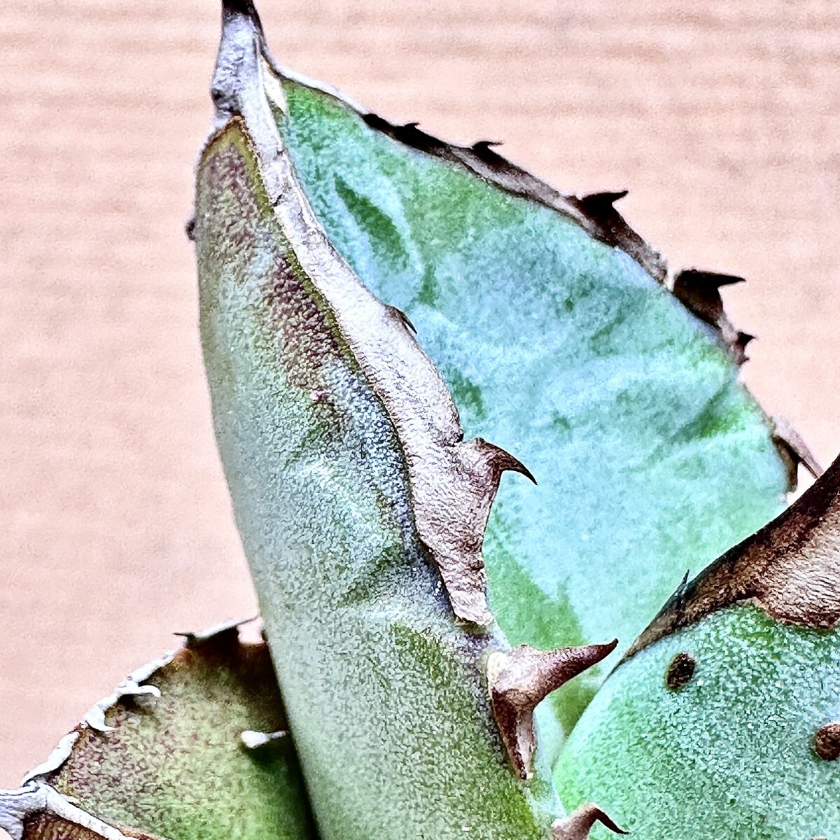 Yahoo!オークション - 【Lj_plants】Q609 厳選 アガベ チタノタ実生 ...