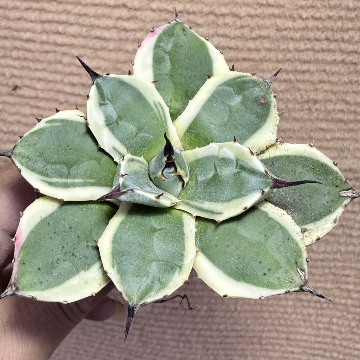 Yahoo!オークション - 【Lj_plants】Q644 多肉植物 アガベ アプラナー...