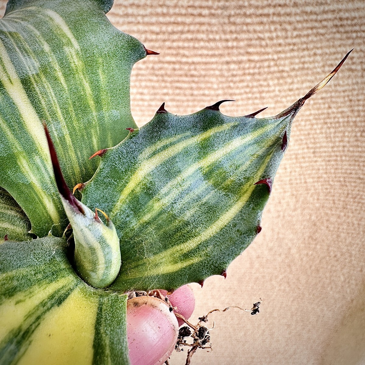 Yahoo!オークション - 【Lj_plants】Q648 激レア高級品種 多肉植物ア...