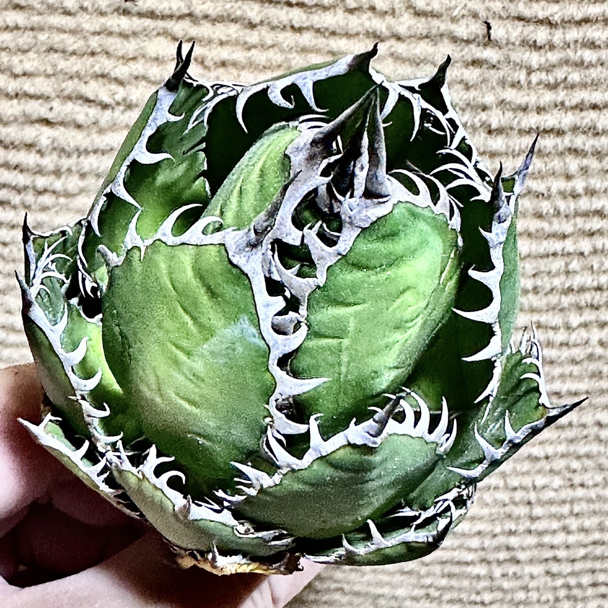 Yahoo!オークション - 【Lj_plants】Q681 激レア高級品種 多肉植物アガ...