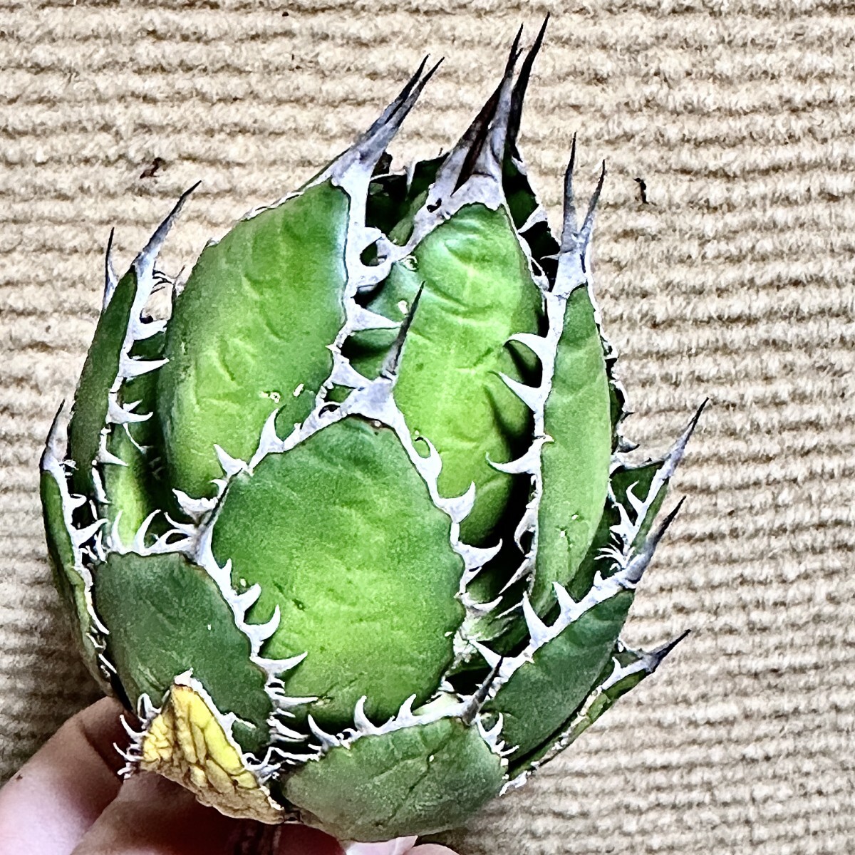 Yahoo!オークション - 【Lj_plants】Q681 激レア高級品種 多肉植物アガ...