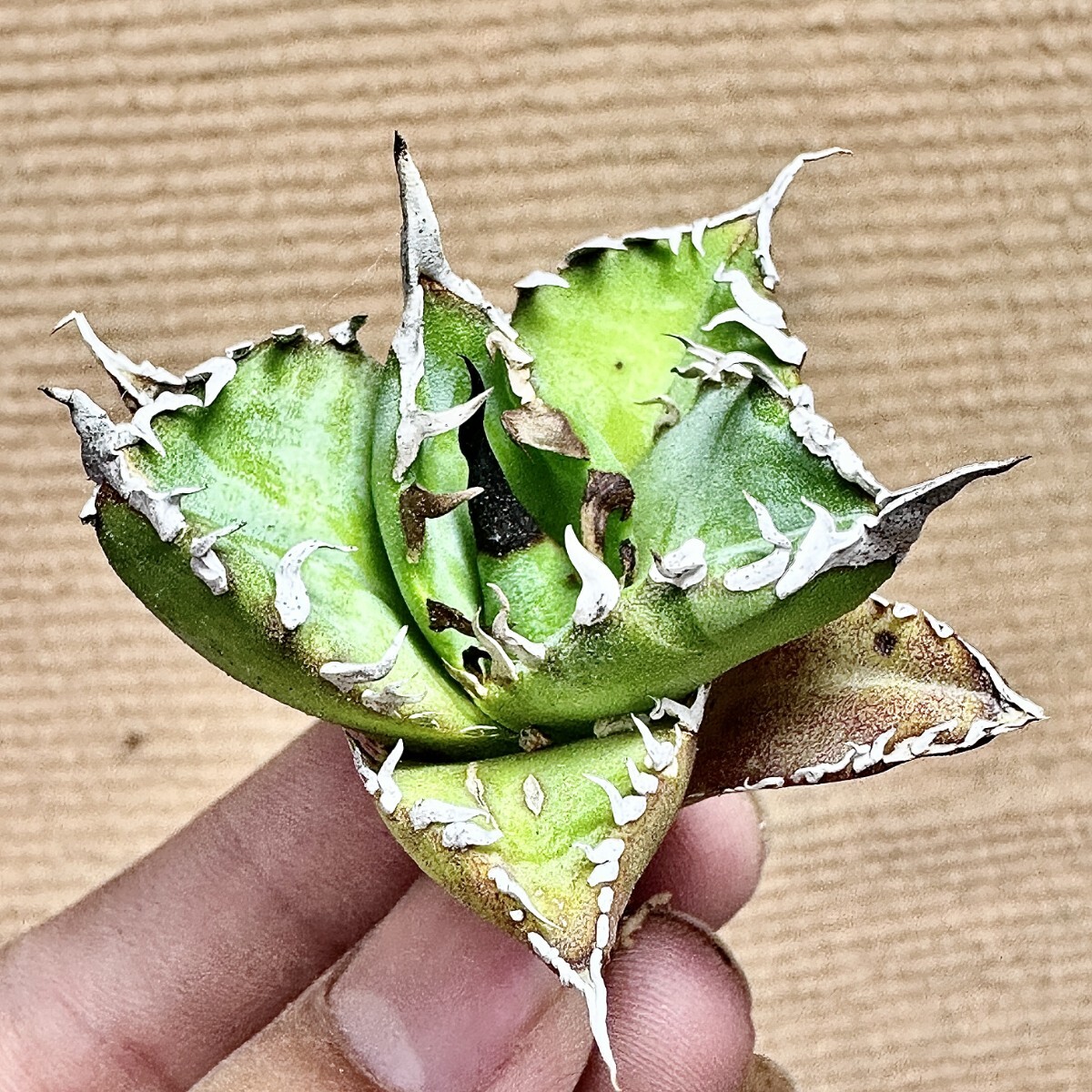 Yahoo!オークション - 【Lj_plants】Q685 アガベ チタノタ オテロイ ...