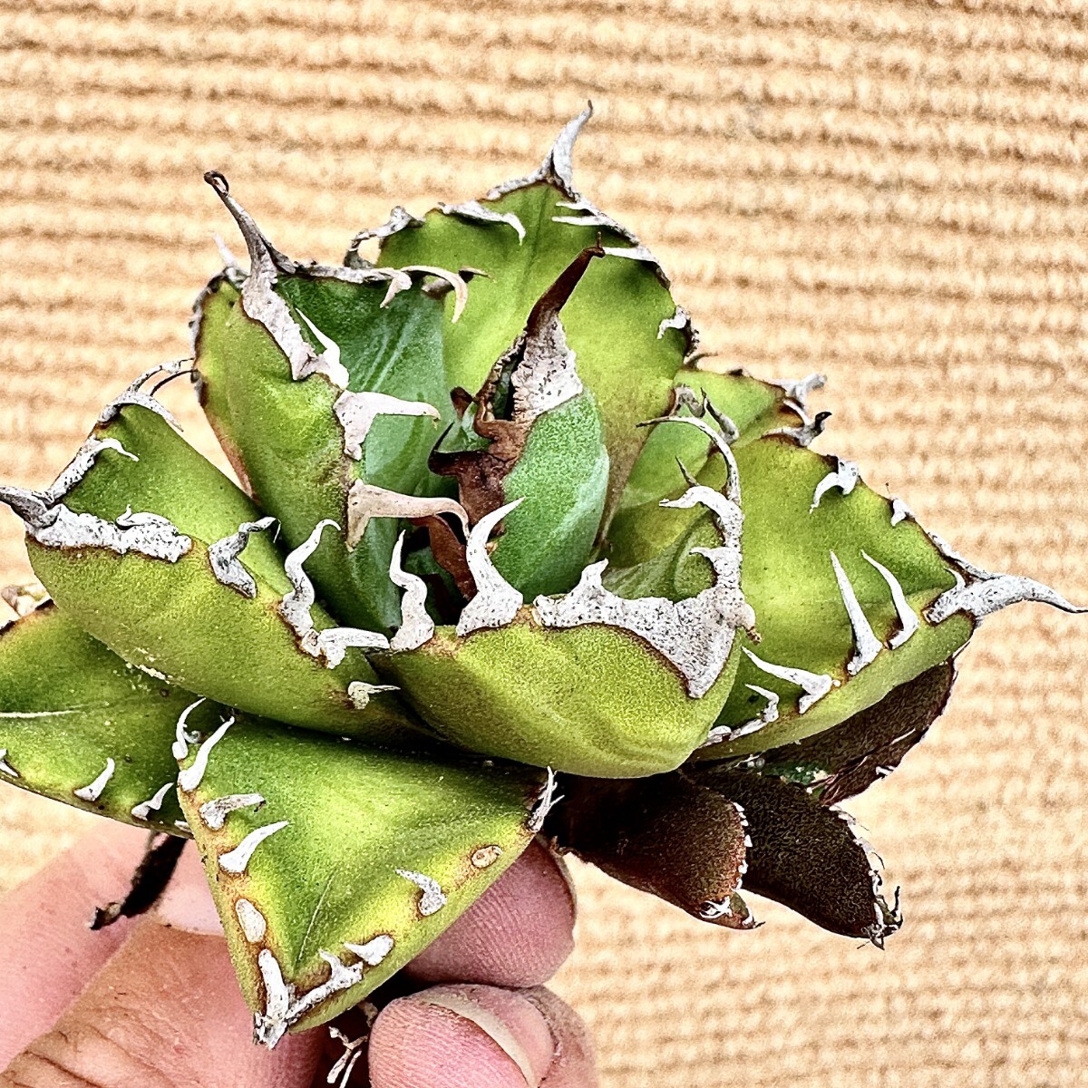 Yahoo!オークション - 【Lj_plants】Q690 正規品 激レア高級品種 アガ...