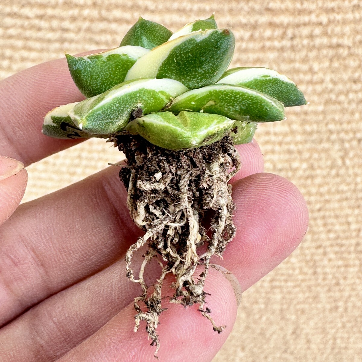 Yahoo!オークション - 【Lj_plants】Q927 多肉植物アガベ ピンキー王...