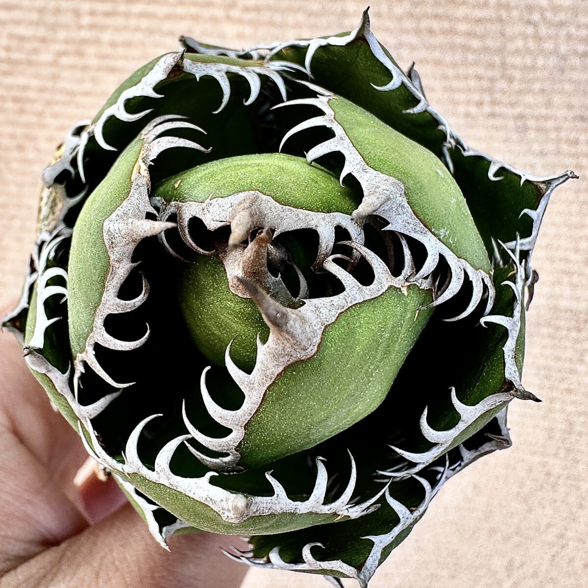 Yahoo!オークション - 【Lj_plants】Q40 激レア高級品種 多肉植物アガ...