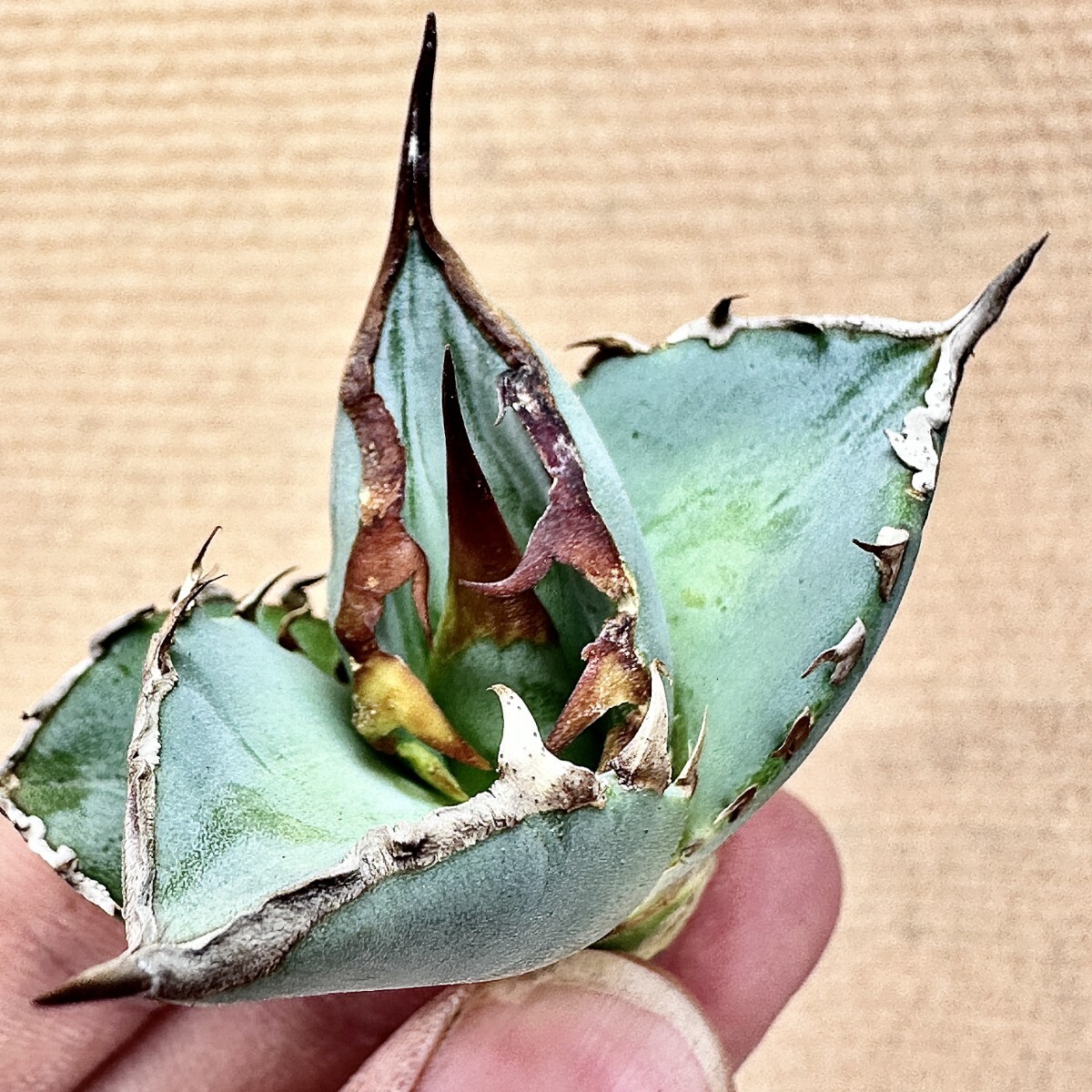 Yahoo!オークション - 【Lj_plants】Q17 限定特選株 アガベ チタノタ ...