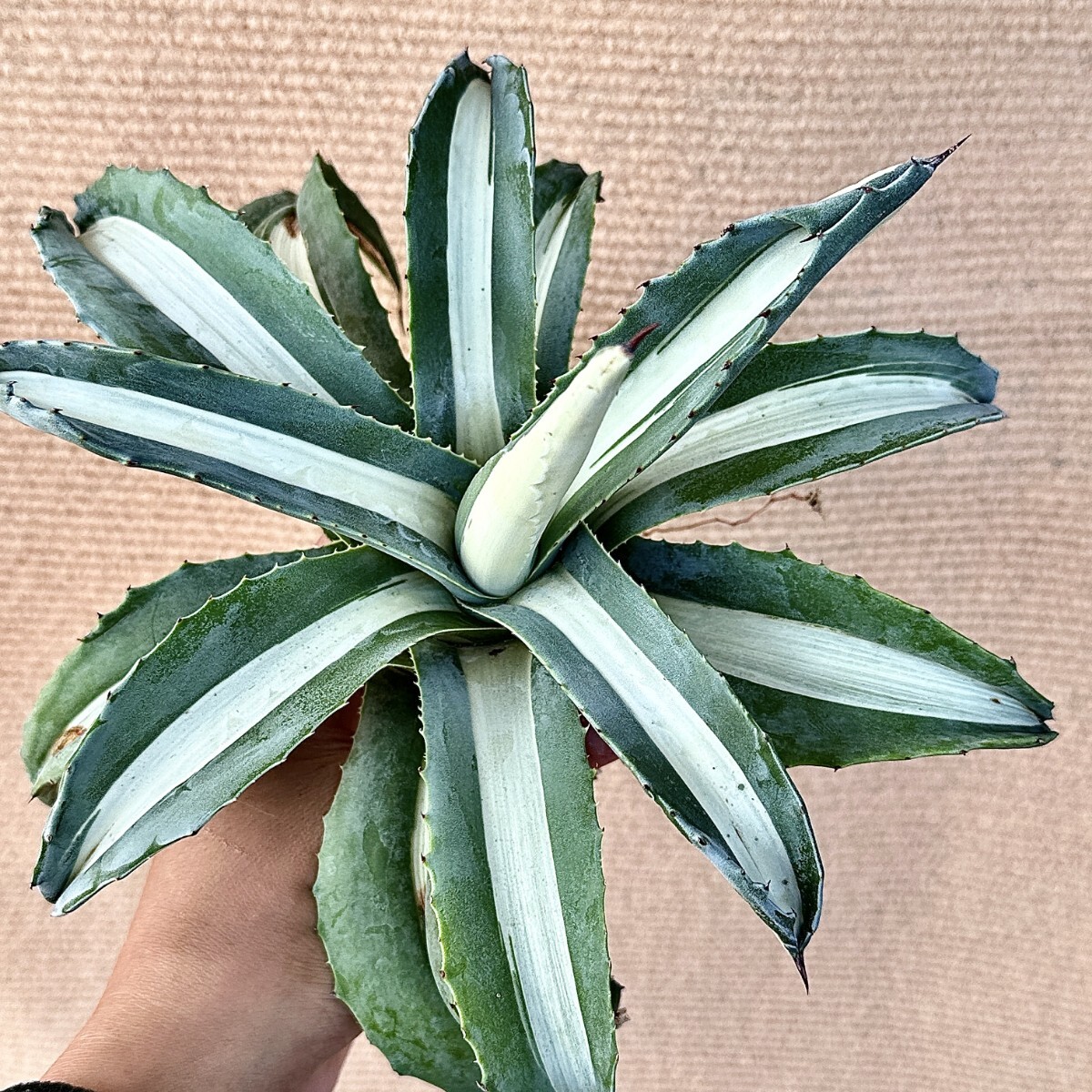 Yahoo!オークション - 【Lj_plants】Q35 激レア高級品種 アガベ多肉植...