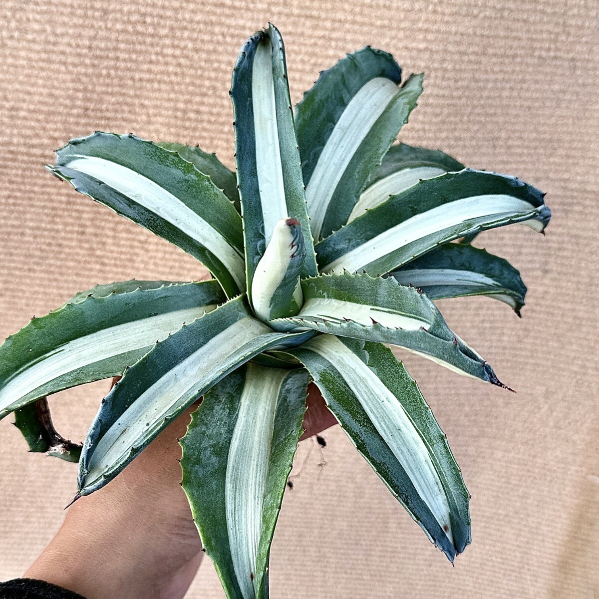 Yahoo!オークション - 【Lj_plants】Q35 激レア高級品種 アガベ多肉植...