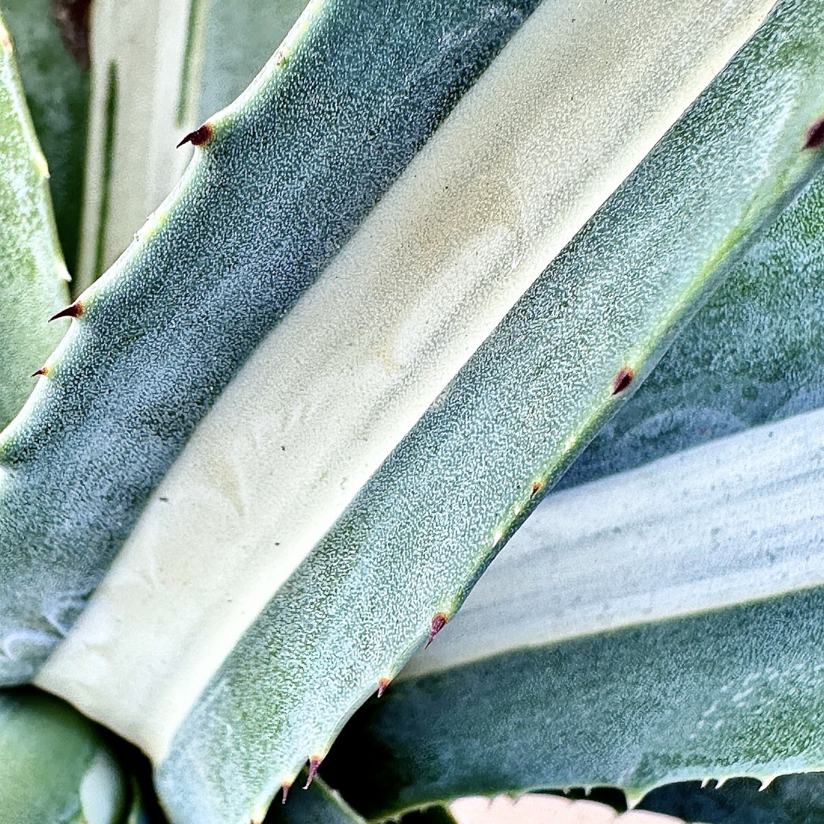 Yahoo!オークション - 【Lj_plants】Q35 激レア高級品種 アガベ多肉植...