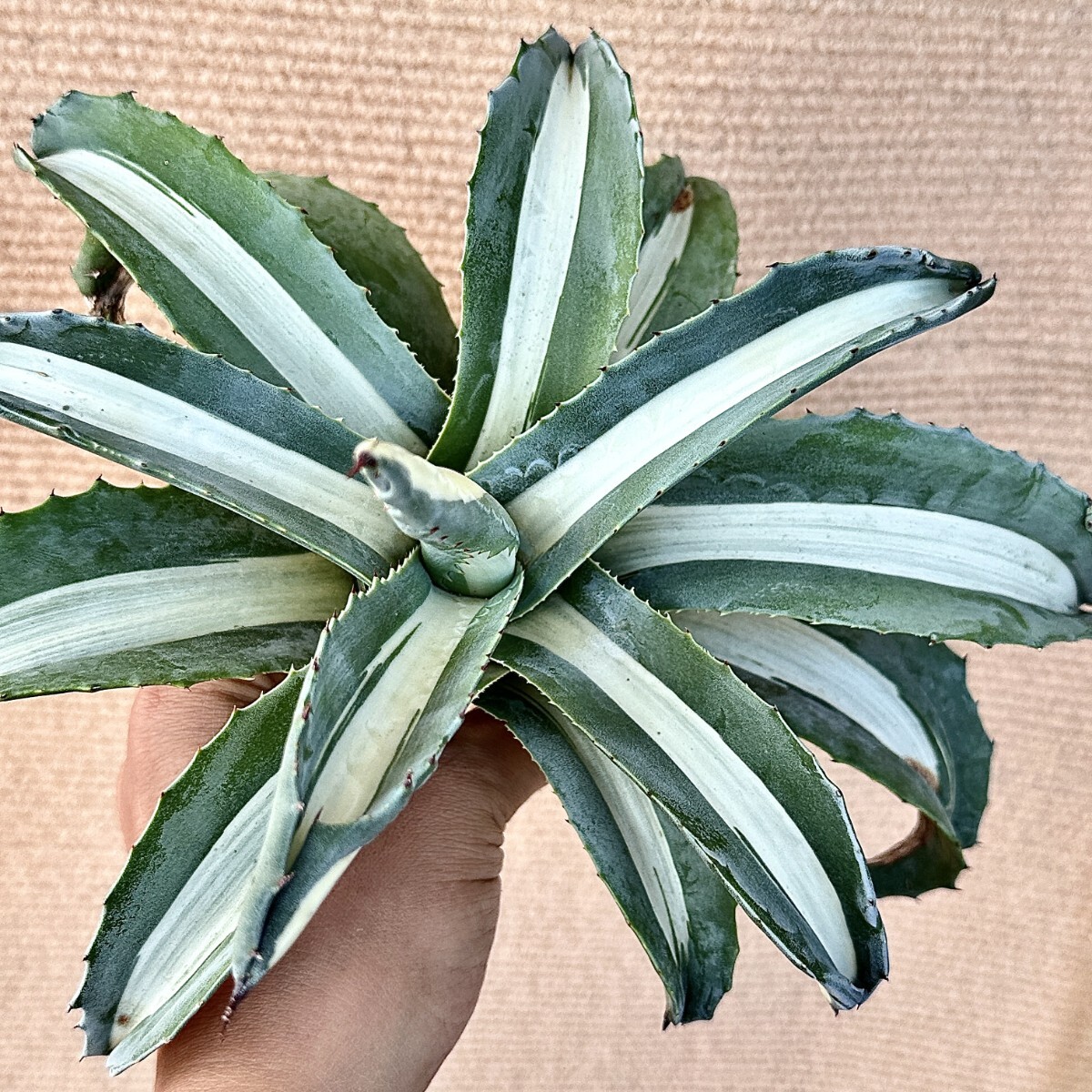 Yahoo!オークション - 【Lj_plants】Q35 激レア高級品種 アガベ多肉植...