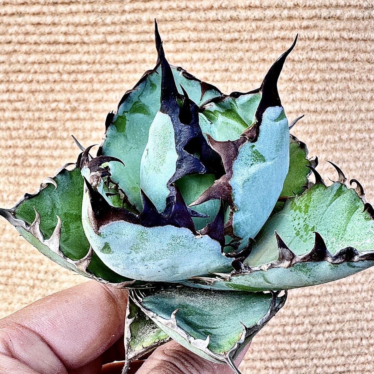 Yahoo!オークション - 【Lj_plants】Q74 株を厳選する アガベ チタノタ...