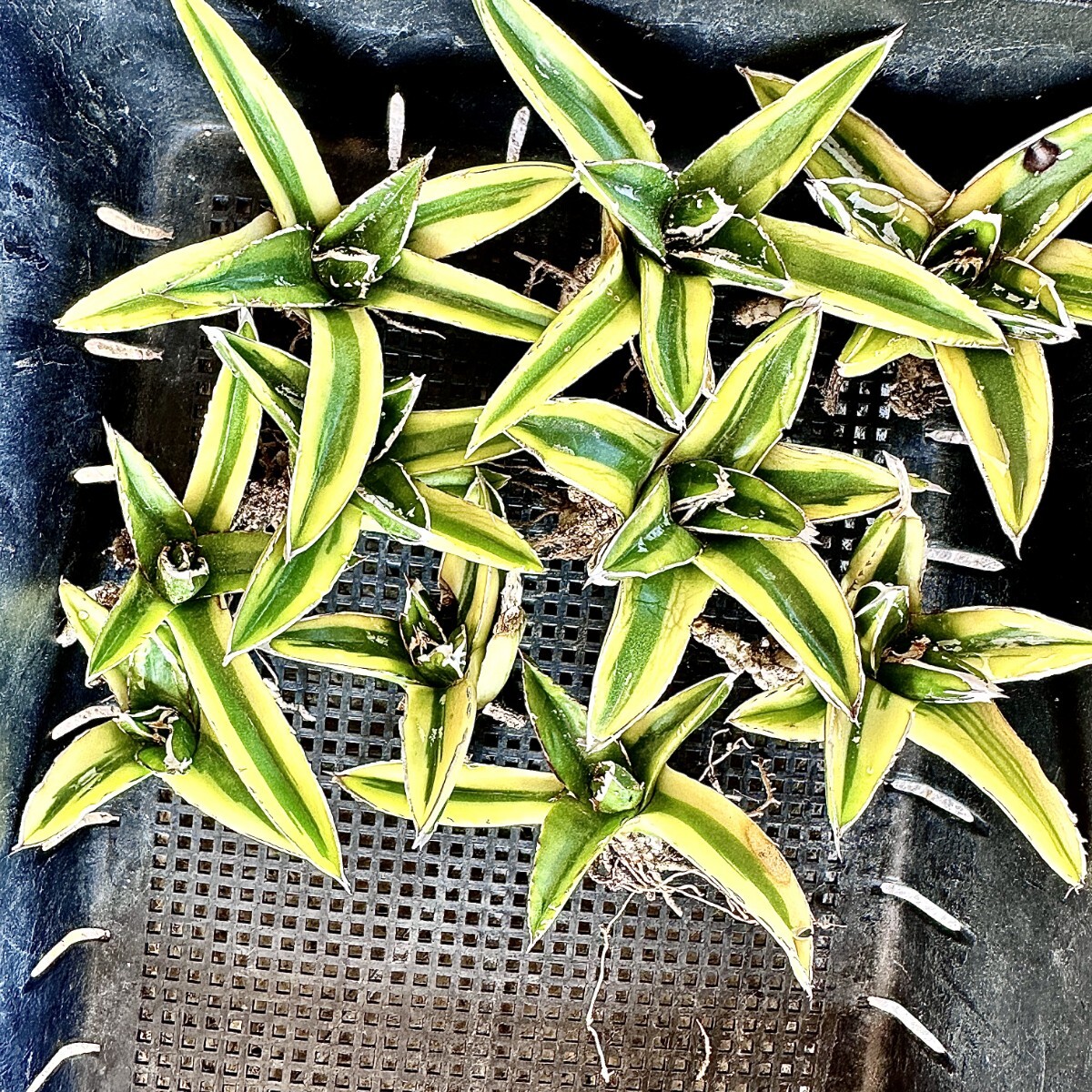 Yahoo!オークション - 【Lj_plants】Q79 多肉植物 アガベ 笹の雪 輝山 ...