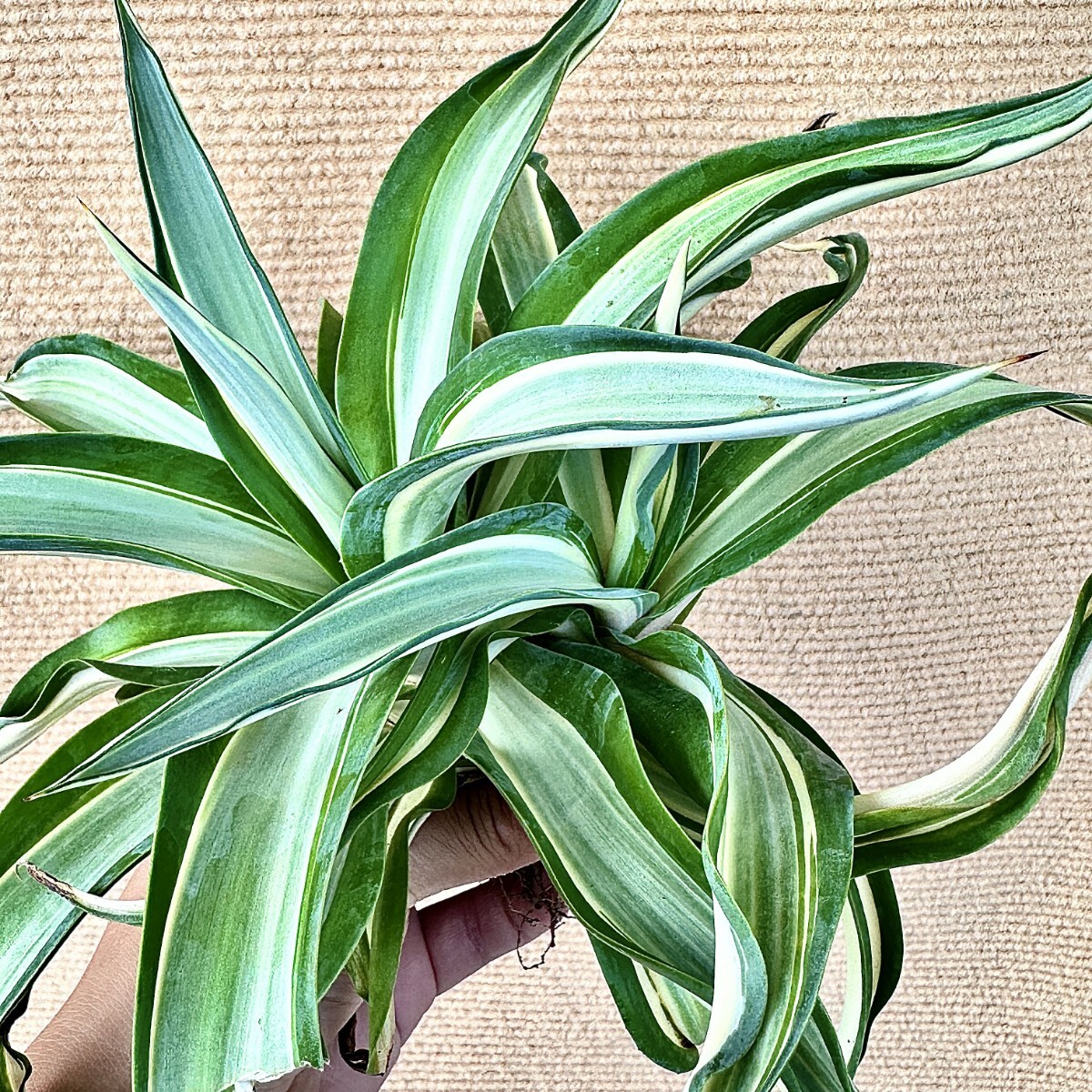 Yahoo!オークション - 【Lj_plants】Q80 激レア高級品種 アガベ デスメ...