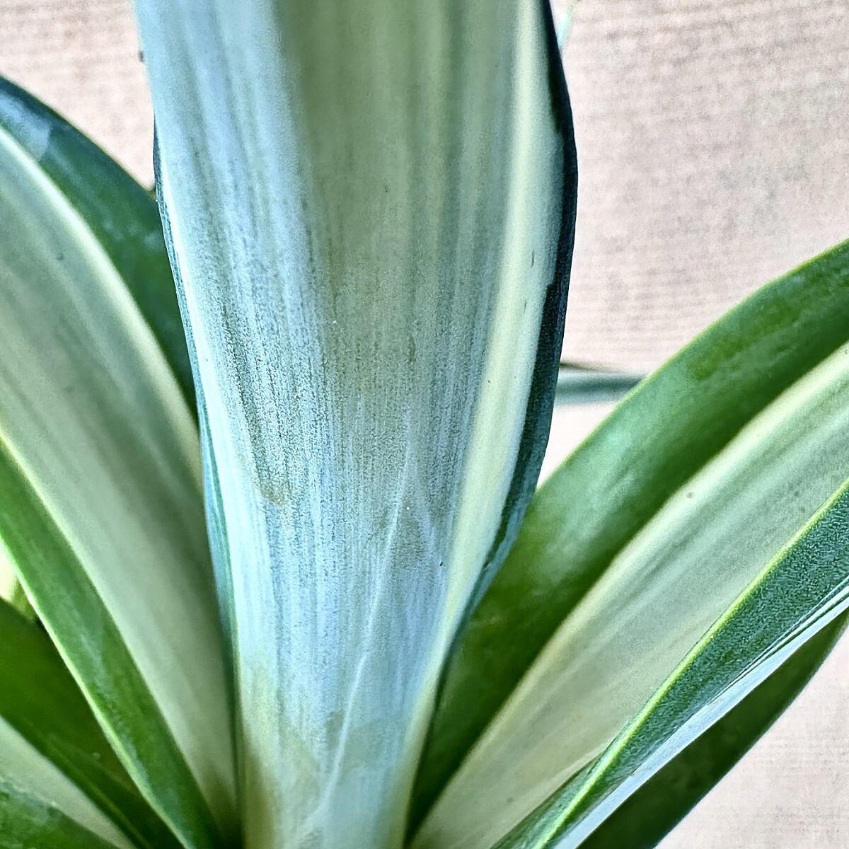 Yahoo!オークション - 【Lj_plants】Q80 激レア高級品種 アガベ デスメ...