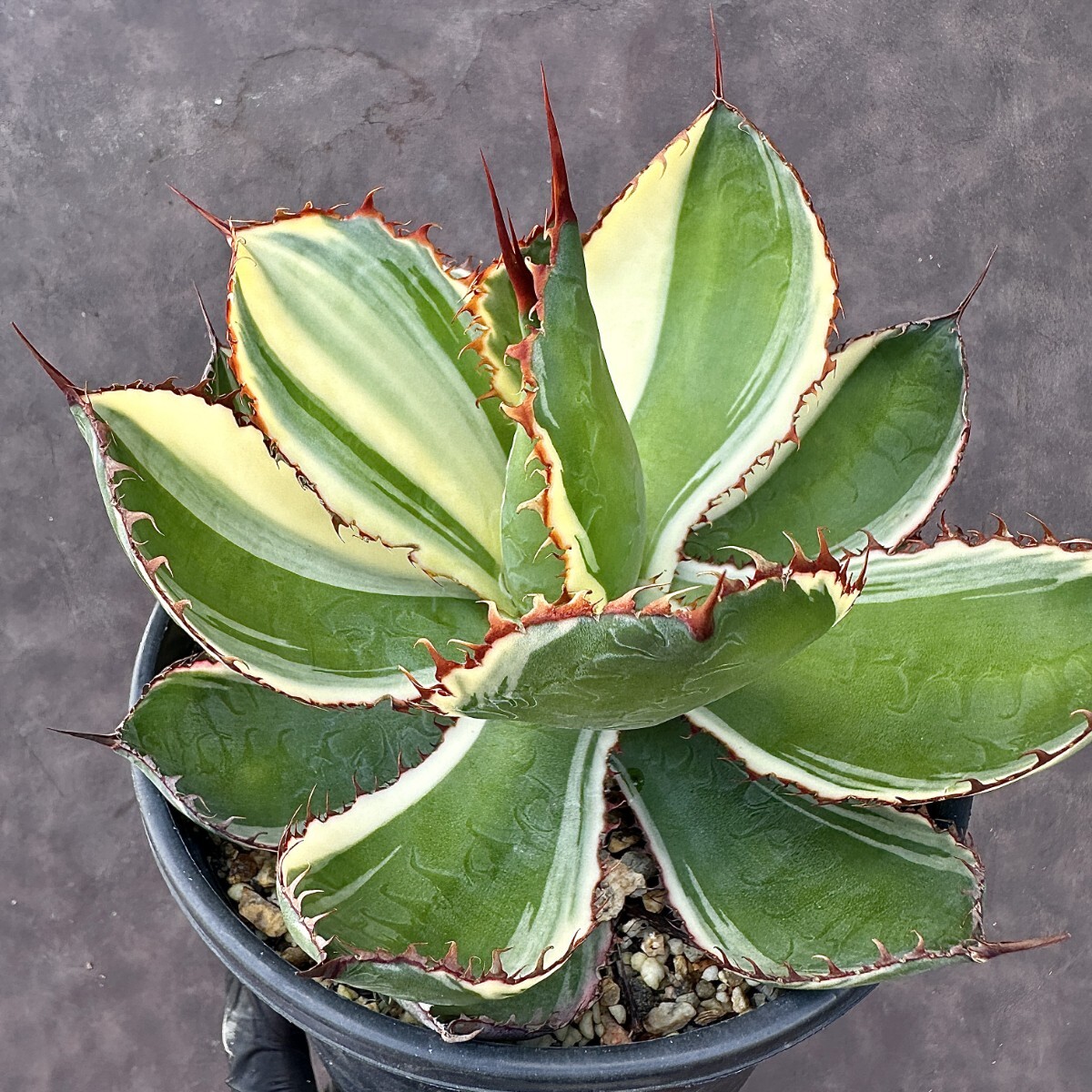 Yahoo!オークション - 【Lj_plants】Q173 新種の先発です アガベ ボビ...