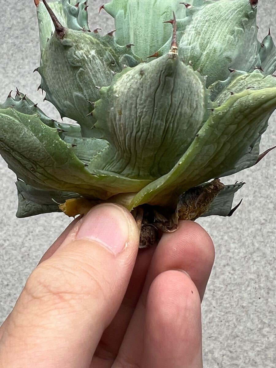 Yahoo!オークション - 071-3【麒麟堂】 特選 アガベ 多肉植物 雷神縞...