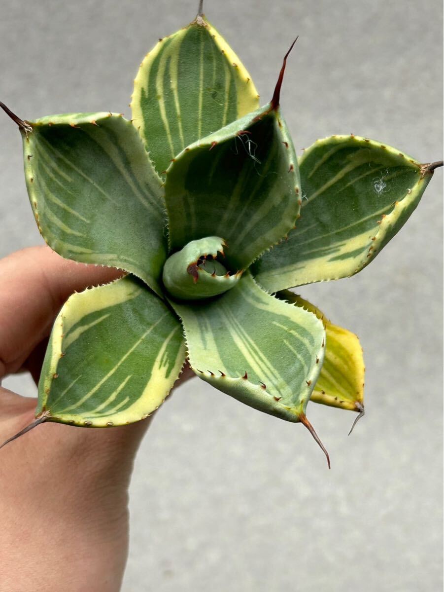 Yahoo!オークション - 027-3【麒麟堂】アガベ 多肉植物 パリー トラン...