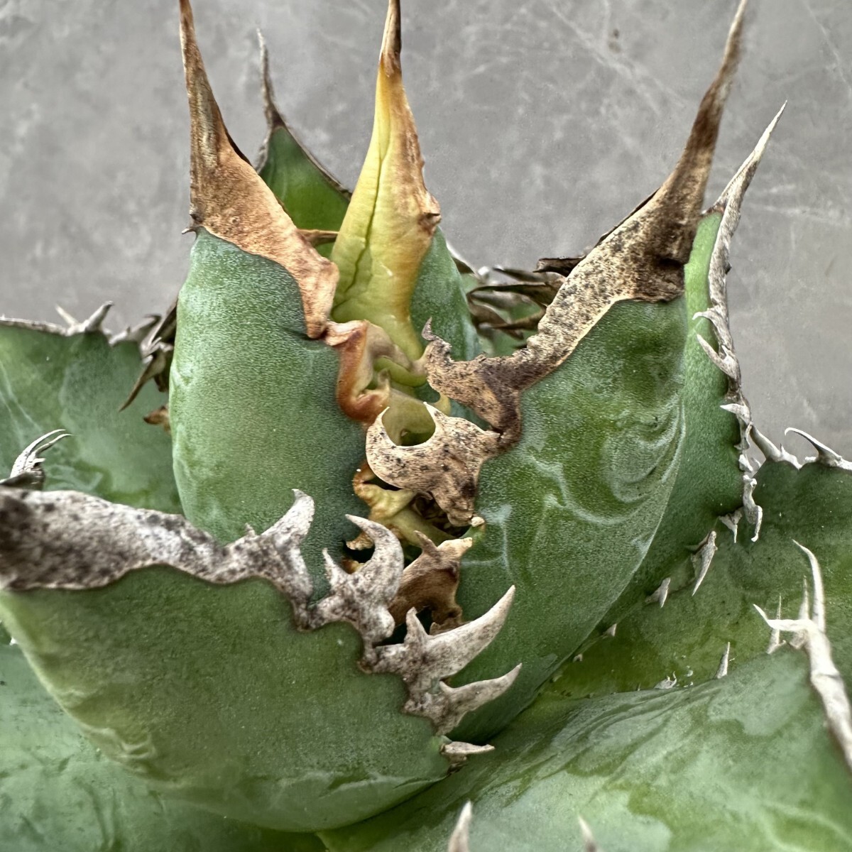Yahoo!オークション - O26特選 アガベ 多肉植物 AGAVE TITANOTA FO-076...