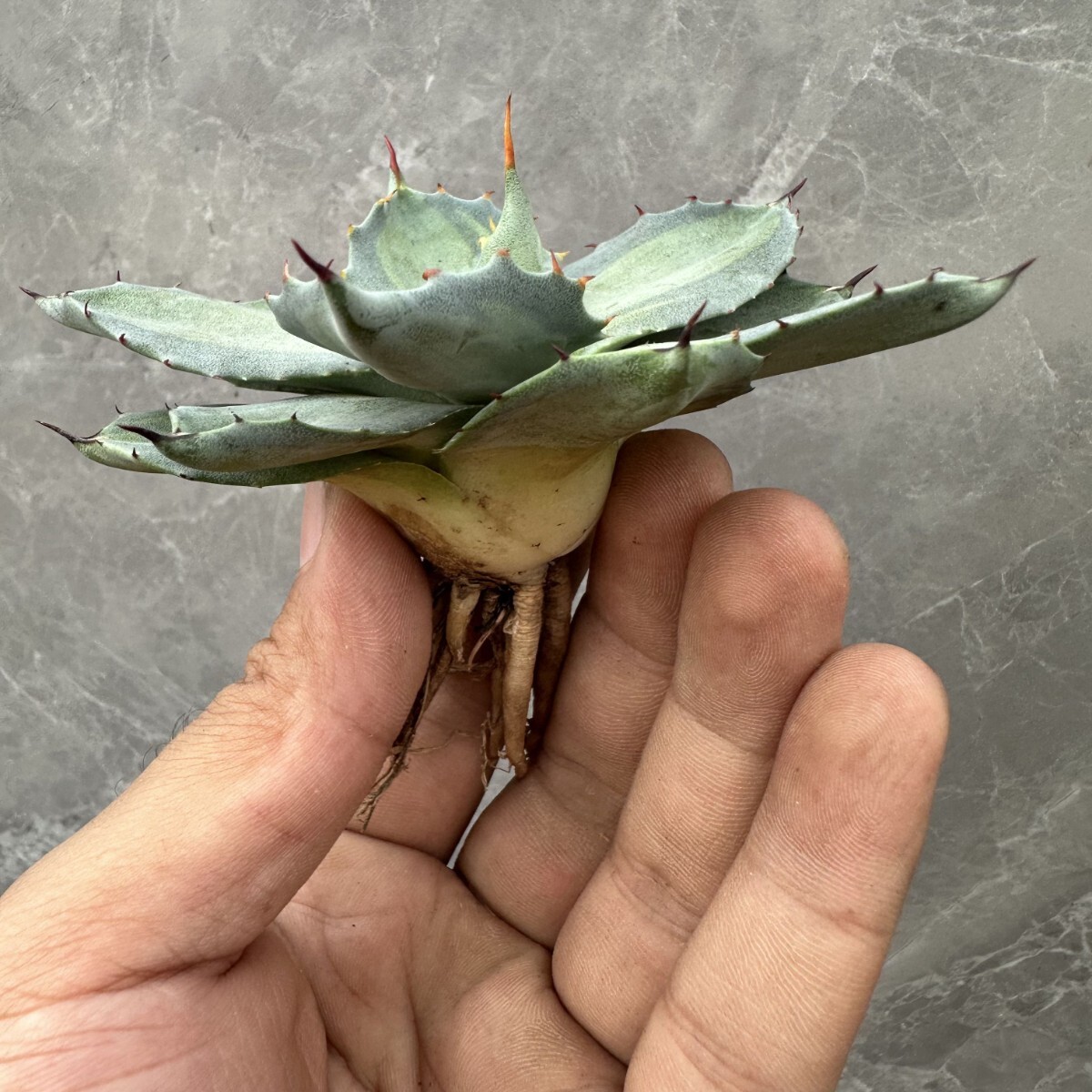 Yahoo!オークション - O35アガベ パリー ホーチエンシス 極上斑 斑入り...