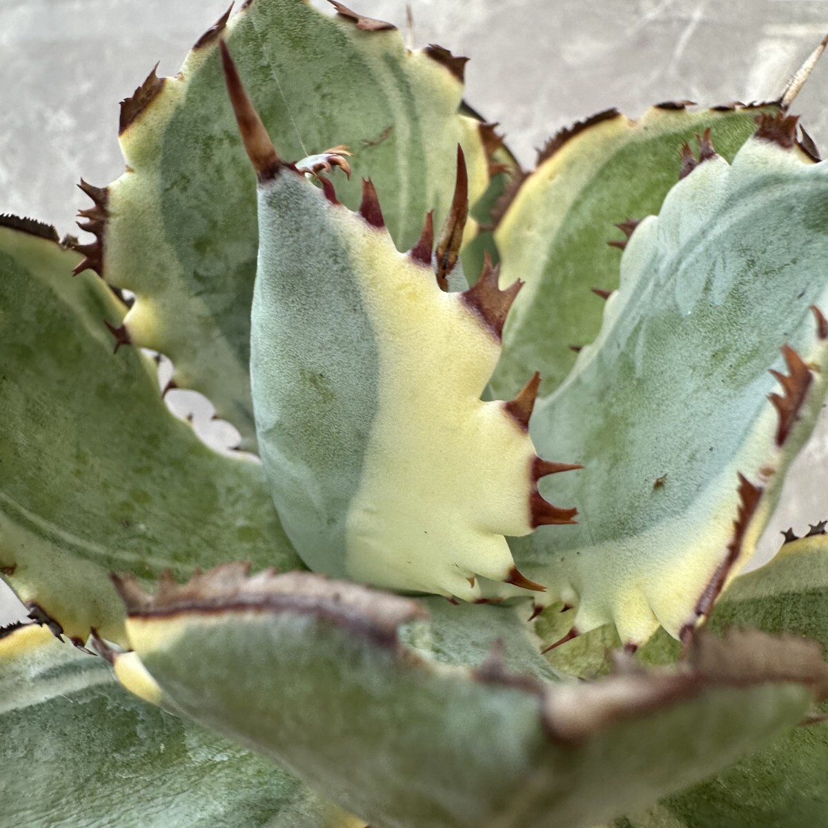 Yahoo!オークション - Q28 多肉植物 アガベ 王妃兜蟹錦 連棘 希少 特選...