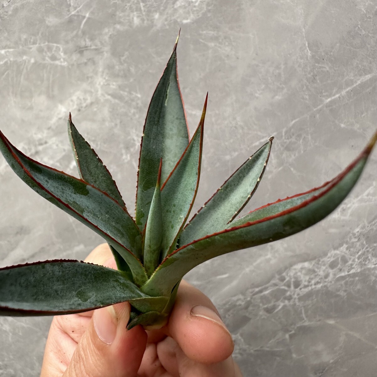 Yahoo!オークション - X28【星野園芸】特選 アガベ 多肉植物 マンガベ ...