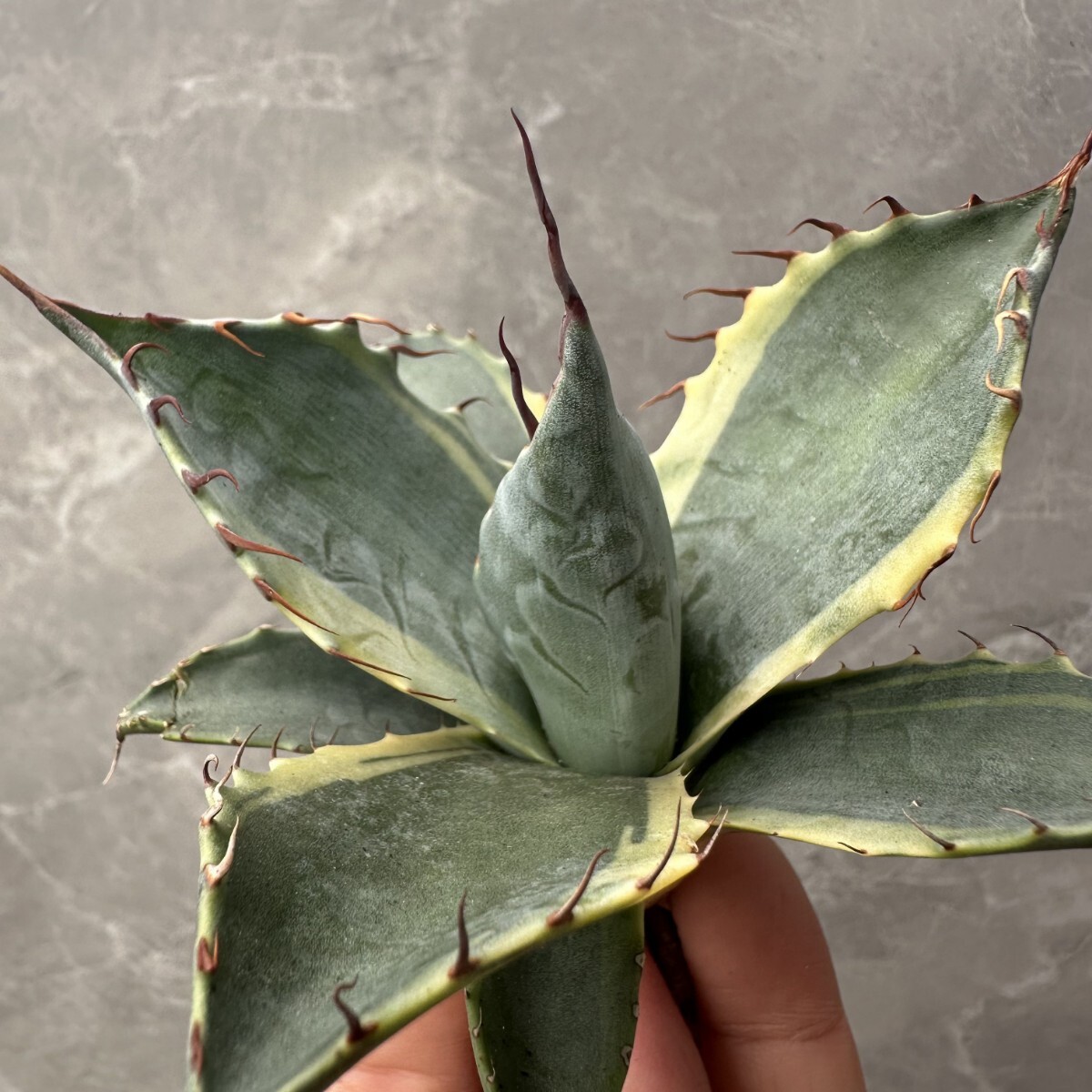 Yahoo!オークション - X39【星野園芸】アガベ パラサナ錦 ファイヤーボ...