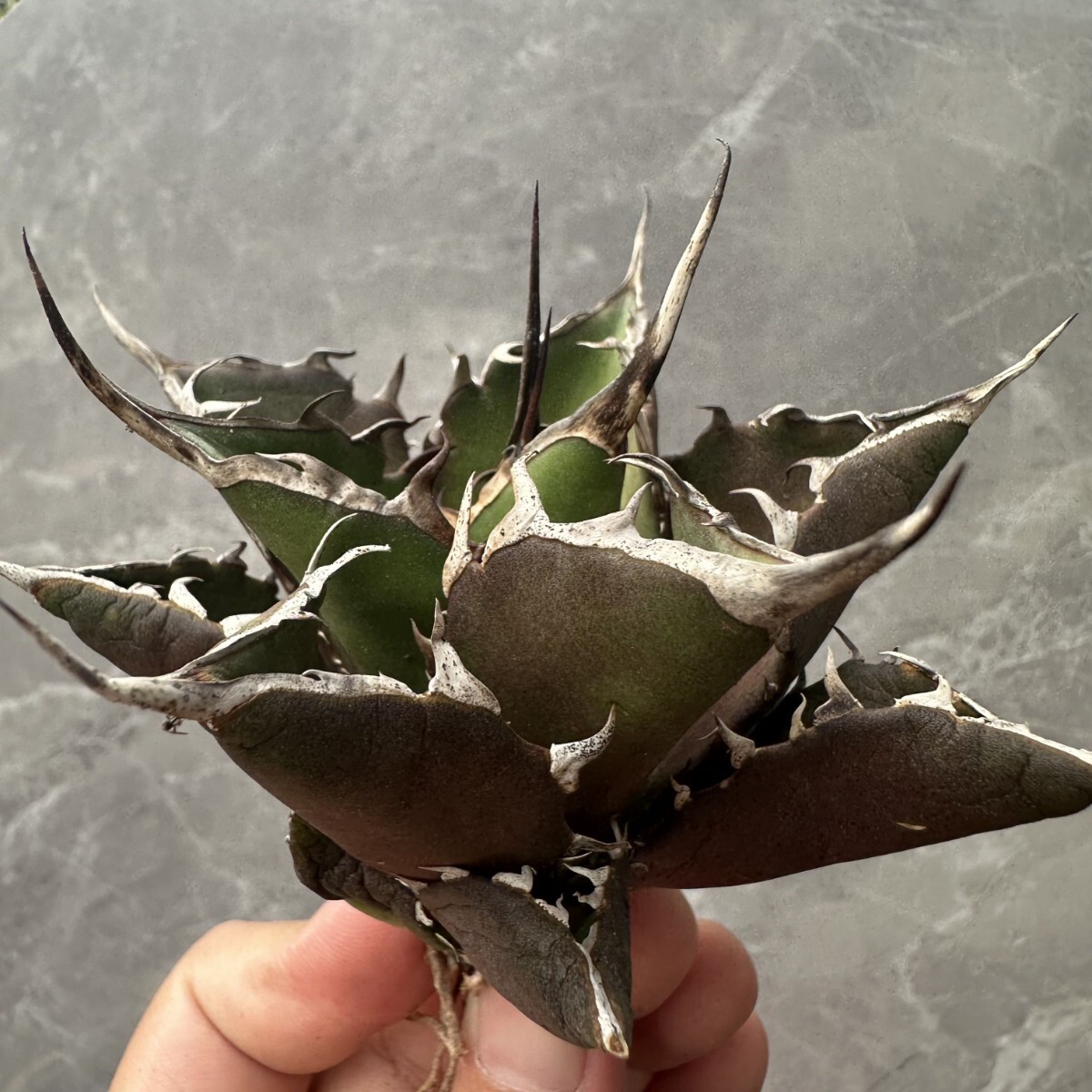 Yahoo!オークション - X44【星野園芸】特選 アガベ 多肉植物 チタノタ ...