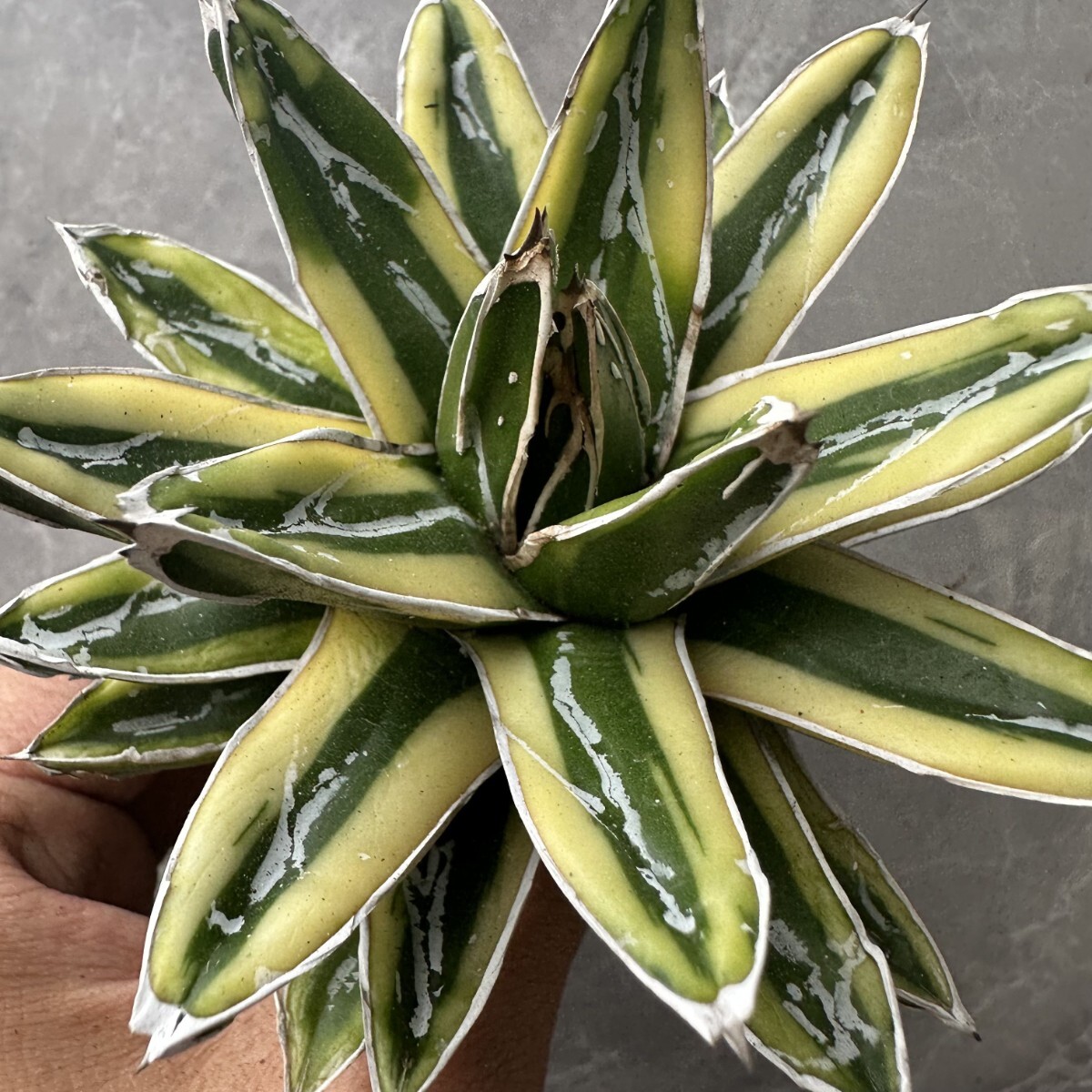 Yahoo!オークション - X66【星野園芸】特選 アガベ 多肉植物 笹の雪 輝...