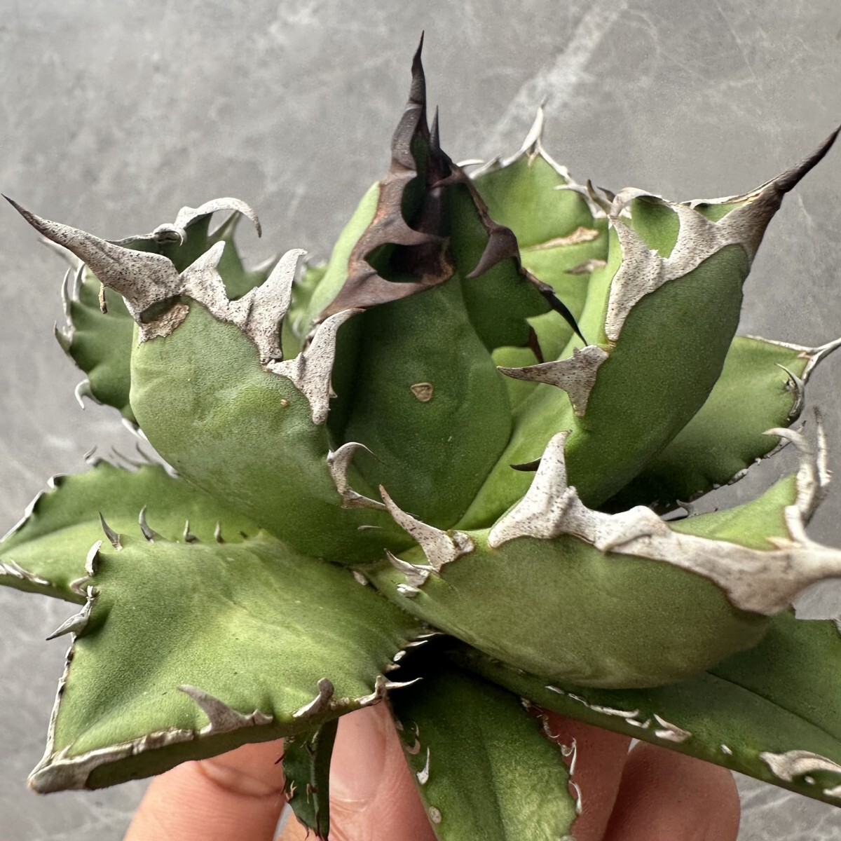 Yahoo!オークション - Z37【星野園芸】特選 アガベ 多肉植物 チタノタ ...