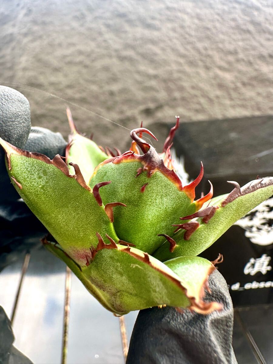 H 129 アガベ チタノタ ハデス 恐竜牙歯 黒帝斯 hades 狂棘 OC 天芽 特選 厚葉 多肉植物(アガベ)｜売買されたオークション情報、yahooの商品情報をアーカイブ公開 ...