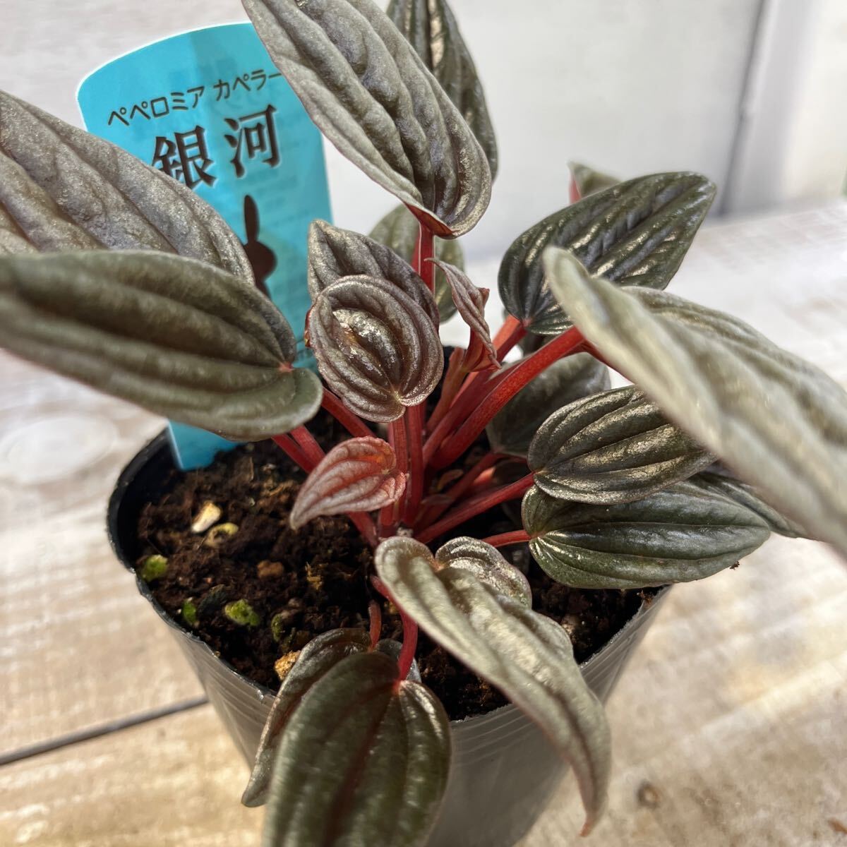 Yahoo!オークション - ペペロミア カペラータ 銀河④ 3号 鉢底から 約1...
