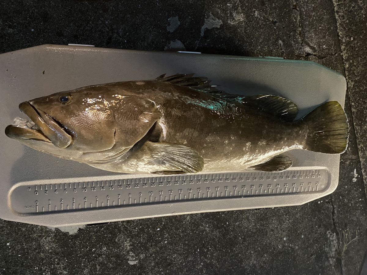 Yahoo!オークション - 【8.2kg】クエ アラ モロコ