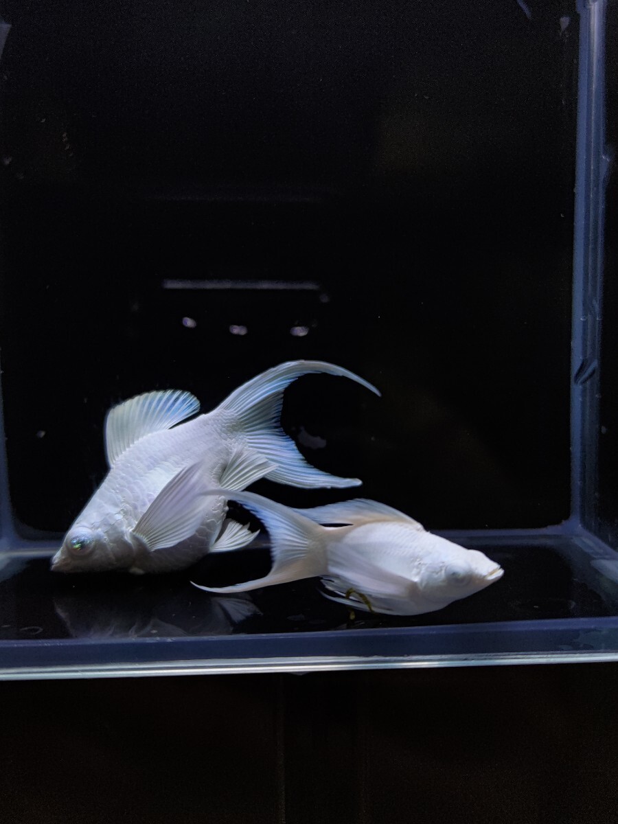 Yahoo!オークション - [ANH AQUA] グリッターブルーアイ ライヤーテー...