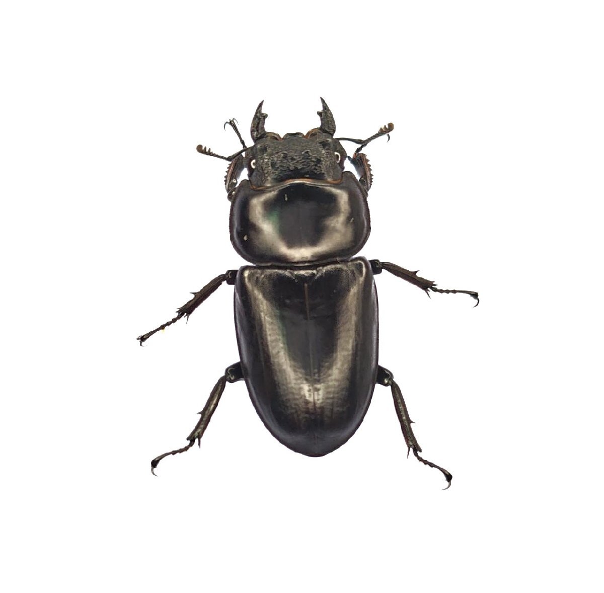 Yahoo!オークション - アンタエウス（サディア） ♂88.6mmペア