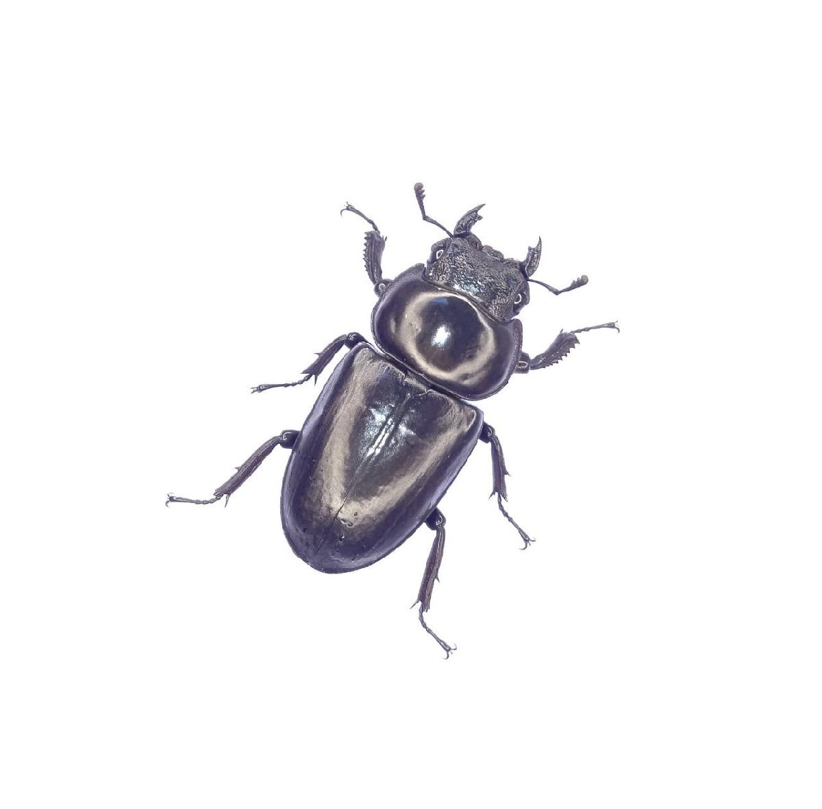 Yahoo!オークション - アンタエウス（コタン） ♂86．5mmペア