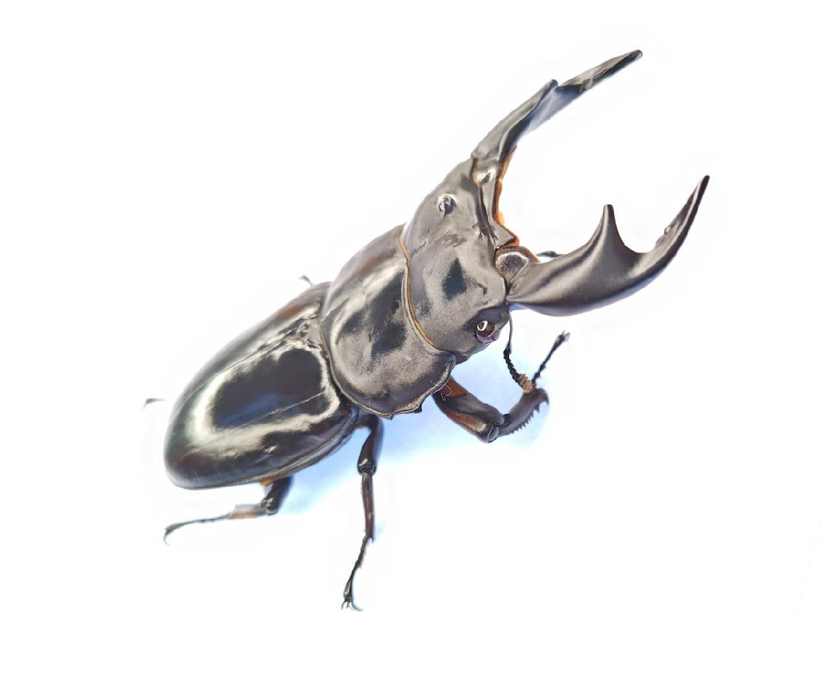 Yahoo!オークション - アンタエウス（サディア） ♂88.6mmペア