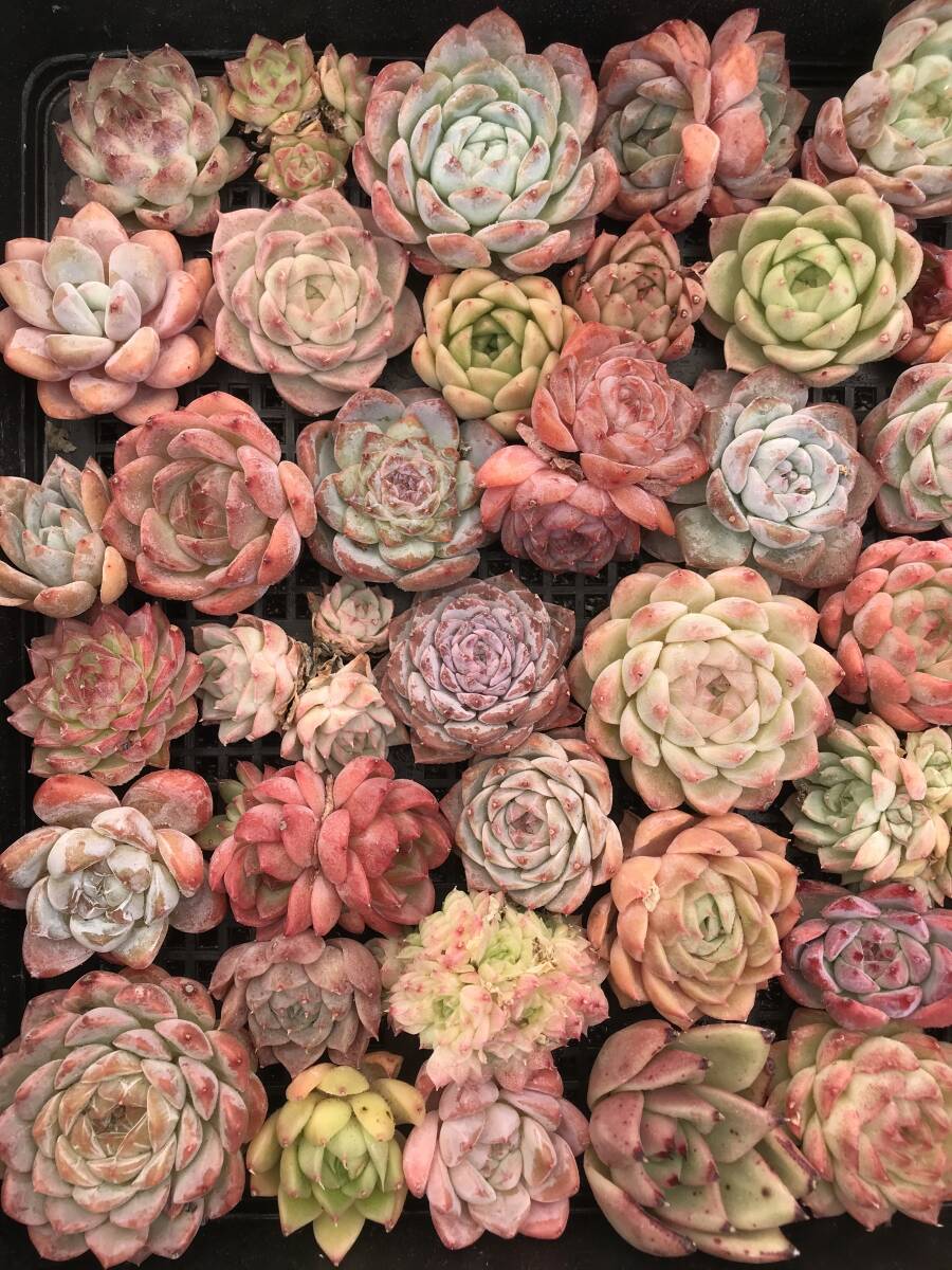 Yahoo!オークション - 48株 N200-107 エケベリア カット苗 韓国苗 サボ...